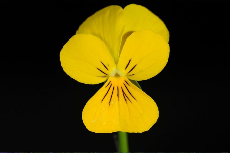Violet Flower meaning and symbolism: Ultimate Guide - SimplyBeyondHerbs