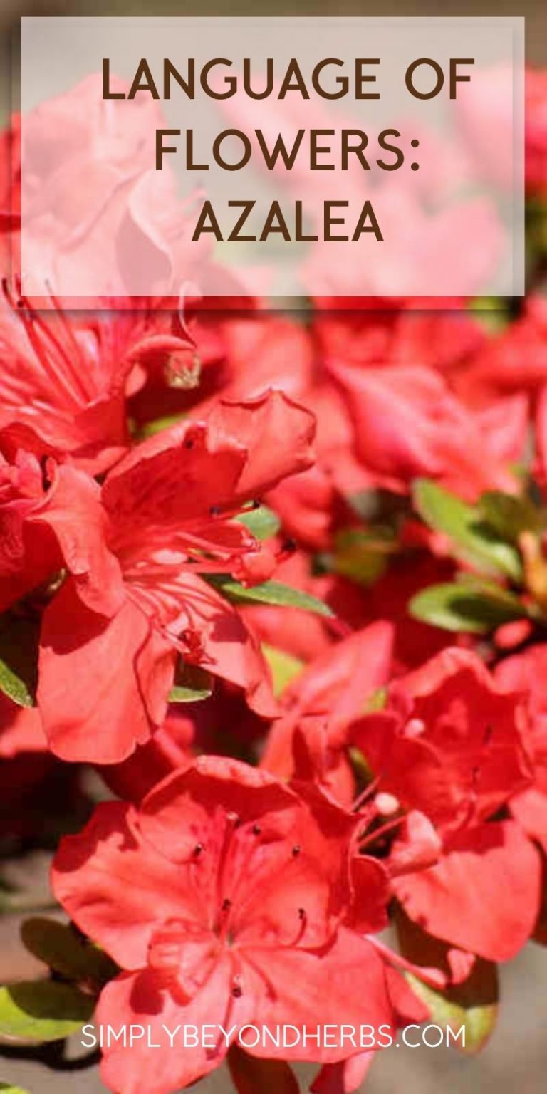 Azalea Flower Meaning and Symbolism - SimplyBeyondHerbs