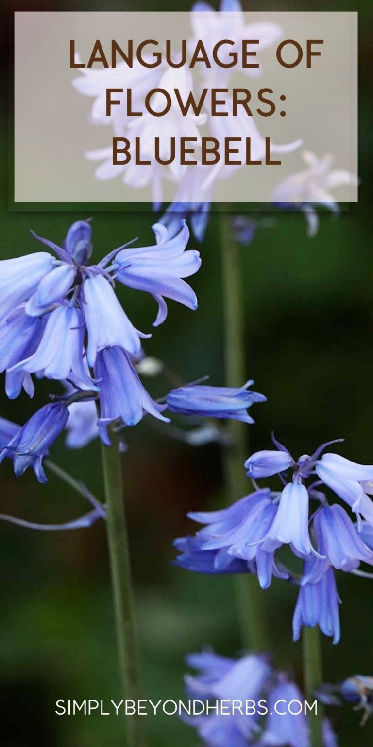 Bluebell Flower Meaning and Symbolism in the language of flowers ...