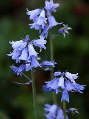 Bluebell Flower Meaning and Symbolism in the language of flowers ...