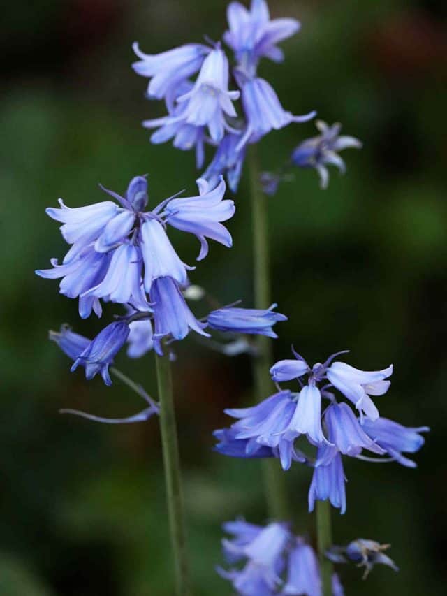 Bluebell Flower Meaning and Symbolism in the language of flowers ...