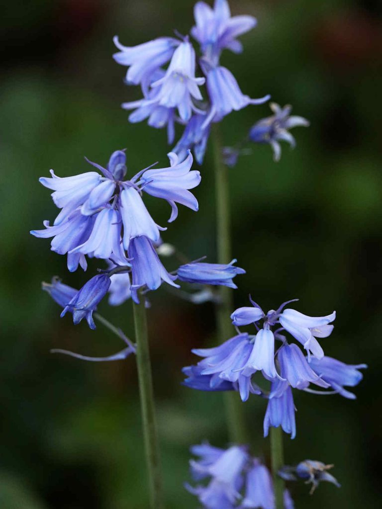 Bluebell Flower Meaning and Symbolism in the language of flowers ...