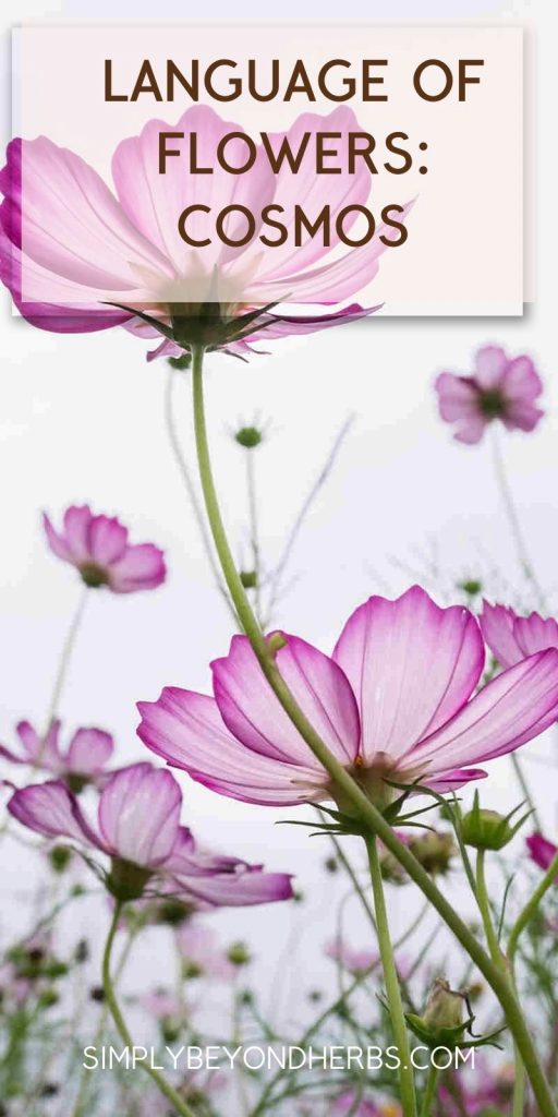 Cosmos Flower Meaning and Symbolism and Petal Color Meaning ...