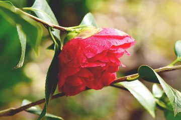 25 Different Flowers That Look Like Roses: Ultimate Collection ...