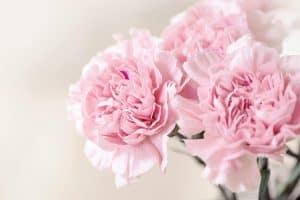 25 Different Flowers That Look Like Roses: Ultimate Collection ...