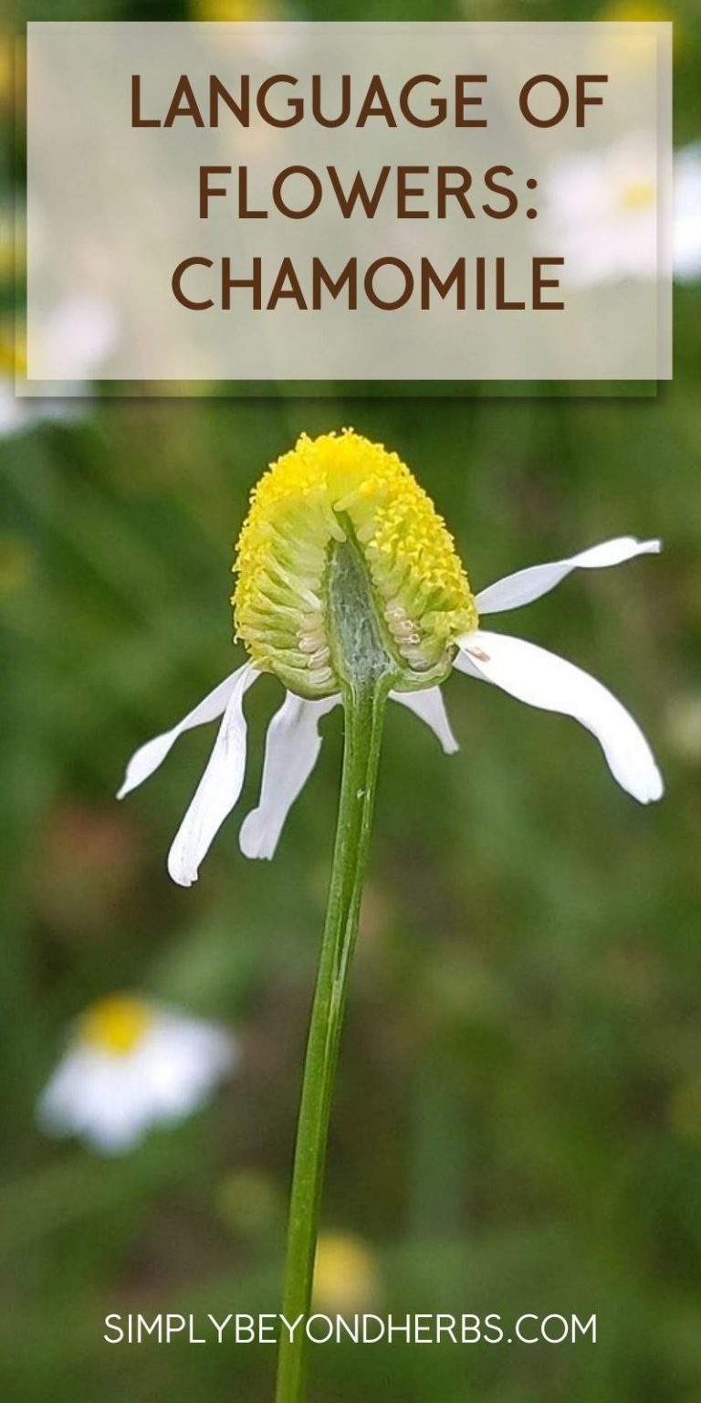 Chamomile Flower Meaning in the language of flowers - SimplyBeyondHerbs