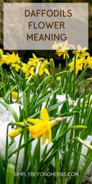 Daffodils Flower Meaning: Symbolism behind March Birth Flower ...