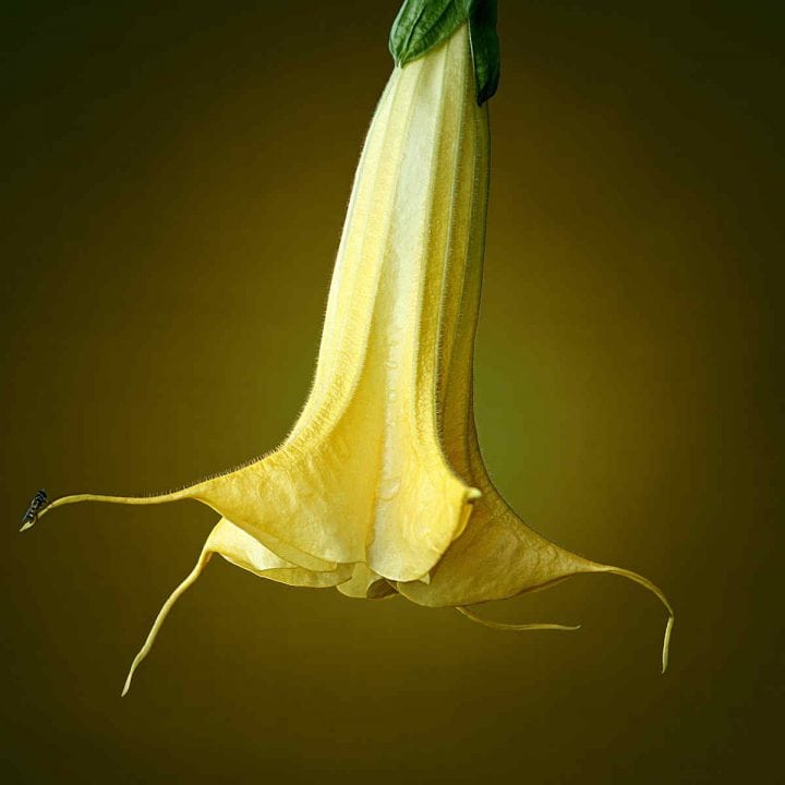 60+ Flowers that Start with D: Ultimate D flower names Collection ...