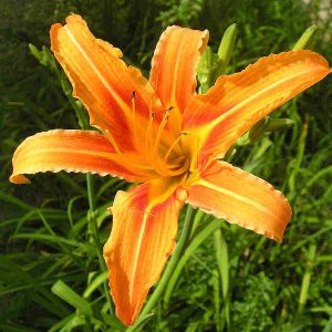 60+ Flowers that Start with D: Ultimate D flower names Collection ...