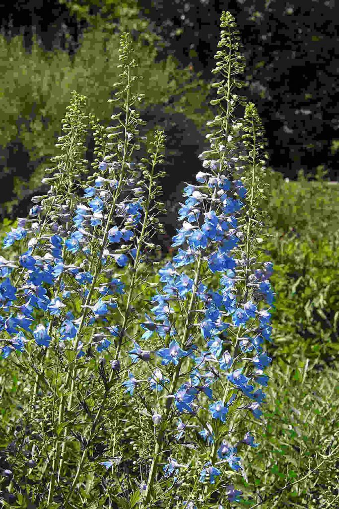 60+ Flowers that Start with D: Ultimate D flower names Collection ...
