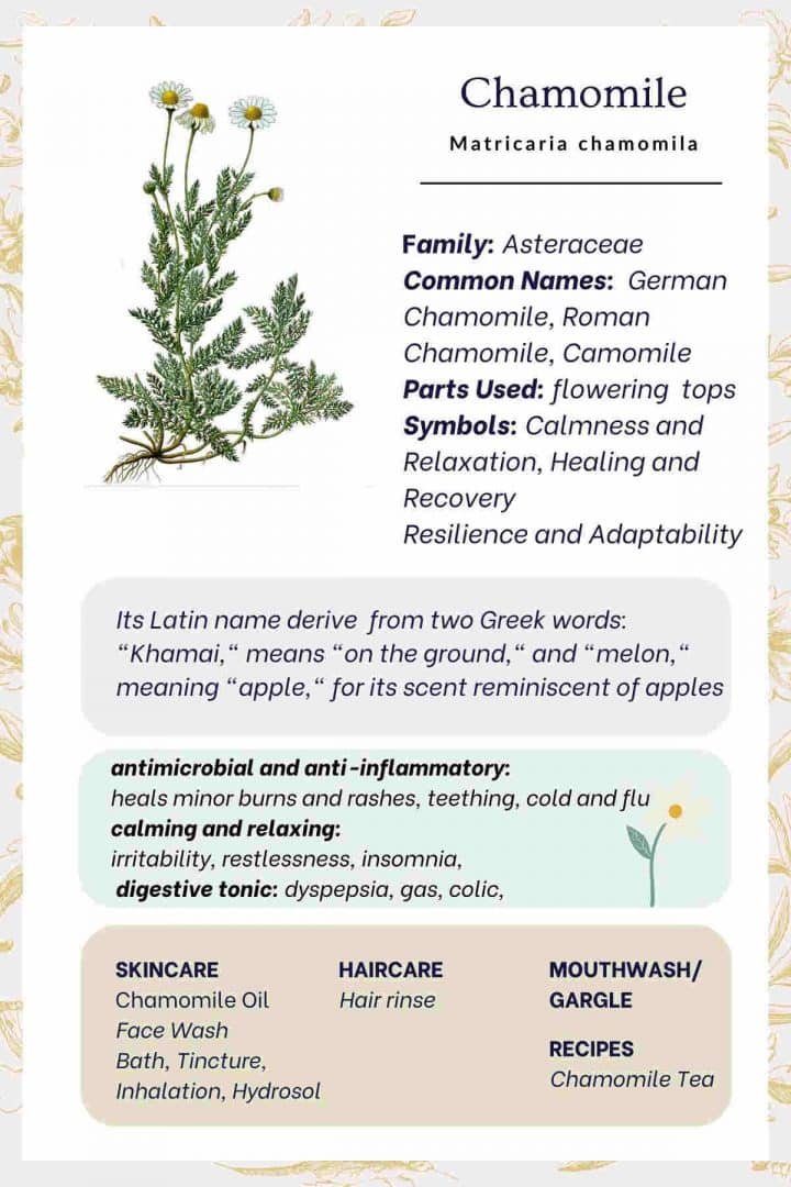 Chamomile Flower Meaning in the language of flowers - SimplyBeyondHerbs