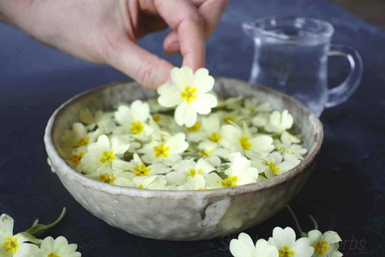 Primrose Flower Meaning and Symbolism: Ultimate Guide - SimplyBeyondHerbs