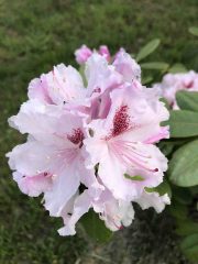 Azalea Flower Meaning and Symbolism - SimplyBeyondHerbs