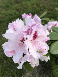 Azalea Flower Meaning and Symbolism - SimplyBeyondHerbs