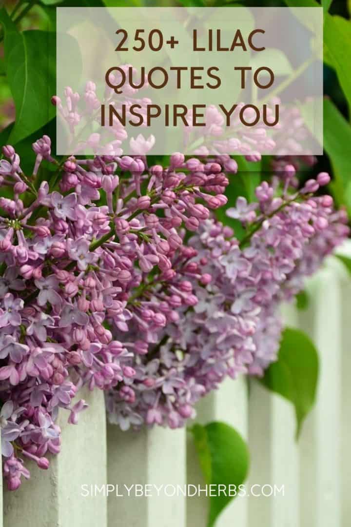 260+ Best Lilac quotes and lilac captions: Ultimate Collection ...