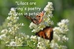 260+ Best Lilac quotes and lilac captions: Ultimate Collection ...