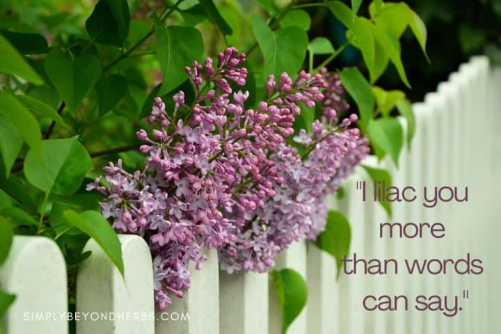 260+ Best Lilac quotes and lilac captions: Ultimate Collection ...