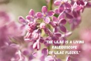 260+ Best Lilac quotes and lilac captions: Ultimate Collection ...