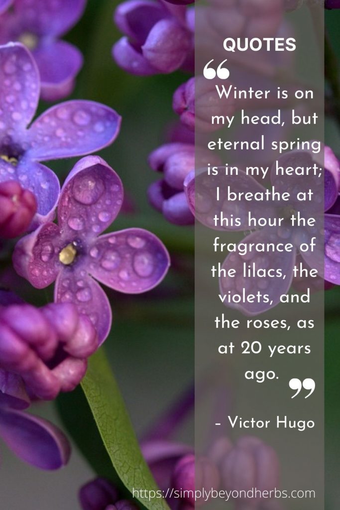 260+ Best Lilac quotes and lilac captions: Ultimate Collection ...