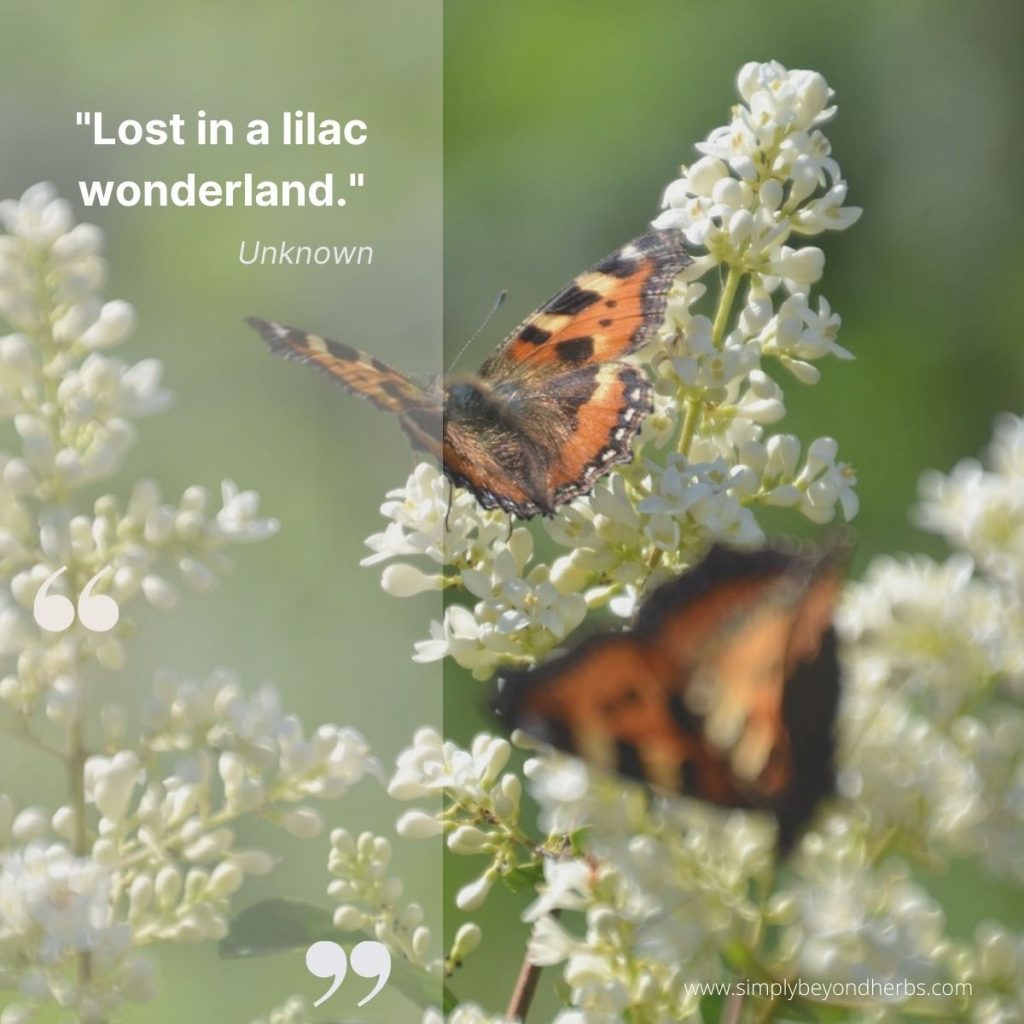 260+ Best Lilac quotes and lilac captions: Ultimate Collection ...