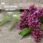 260+ Best Lilac quotes and lilac captions: Ultimate Collection ...