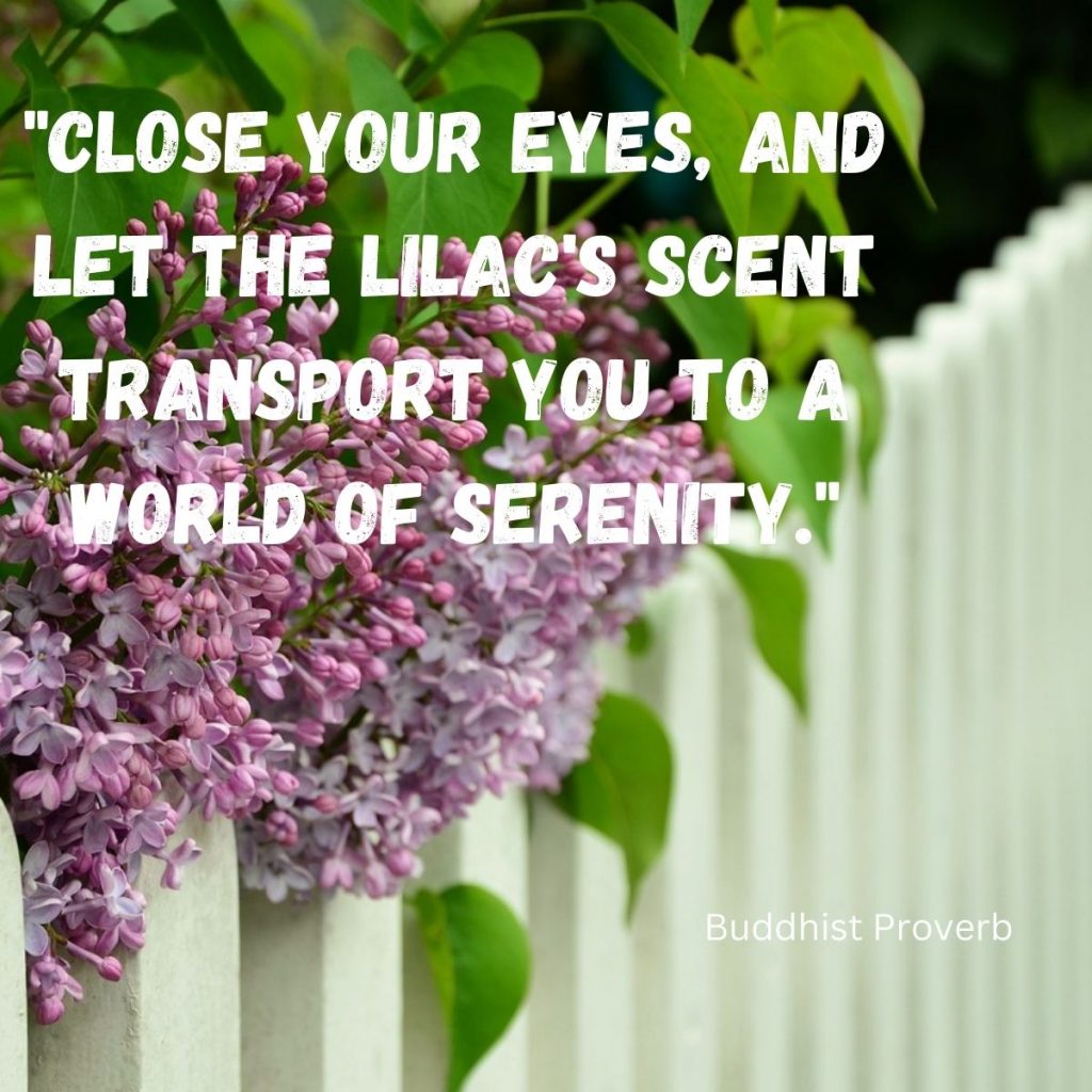 260+ Best Lilac quotes and lilac captions: Ultimate Collection ...