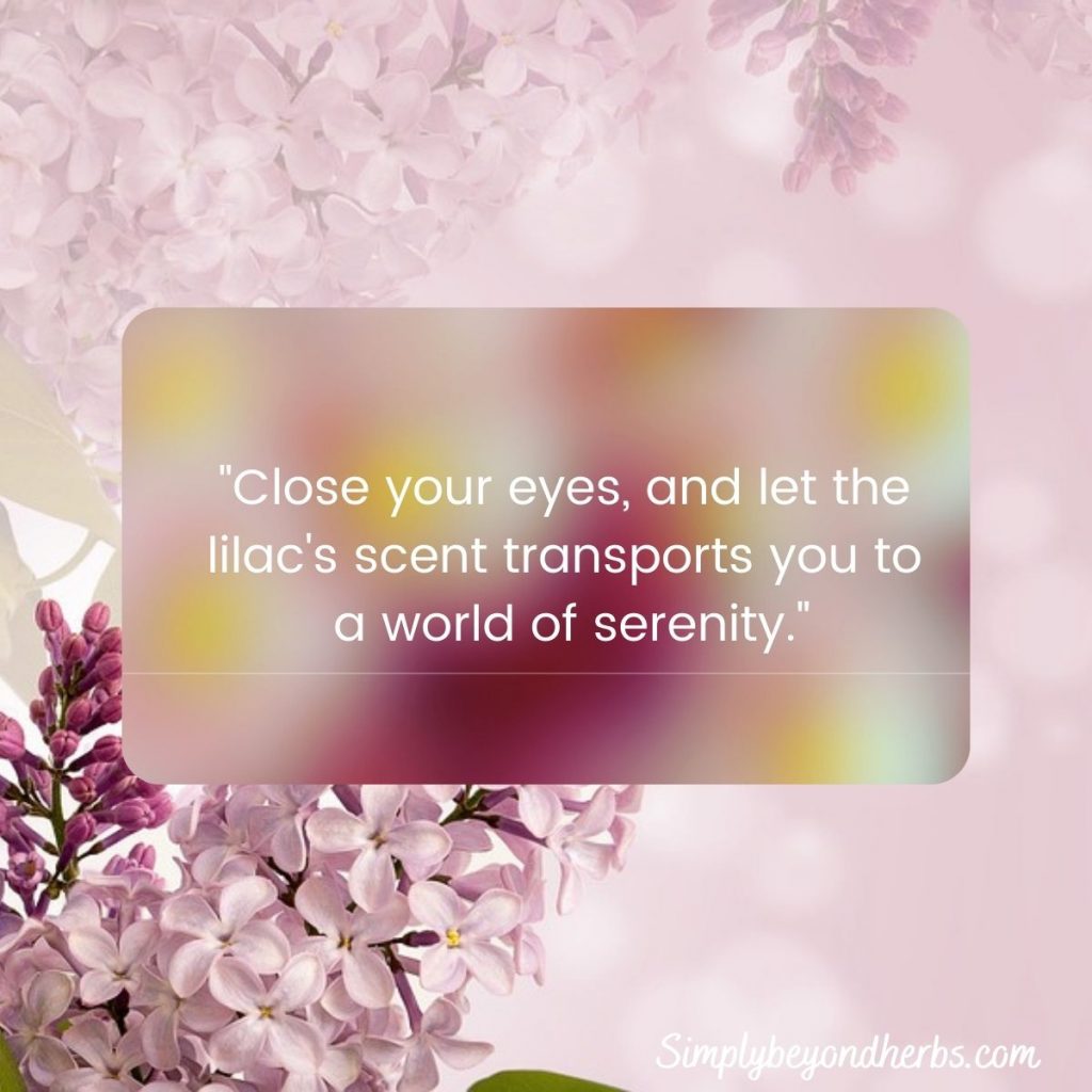 260+ Best Lilac quotes and lilac captions: Ultimate Collection ...