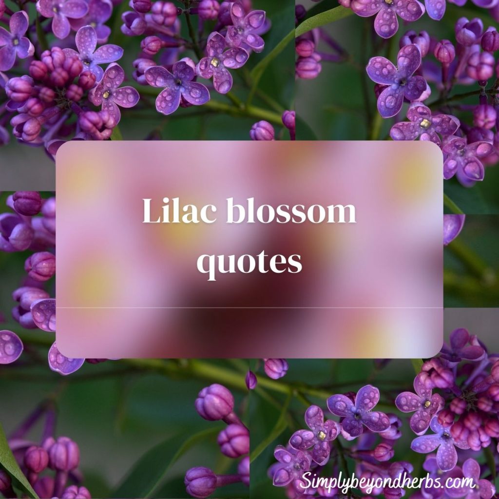 200+ Plant a Tree Quotes and Sayings - SimplyBeyondHerbs