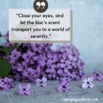 260+ Best Lilac quotes and lilac captions: Ultimate Collection ...