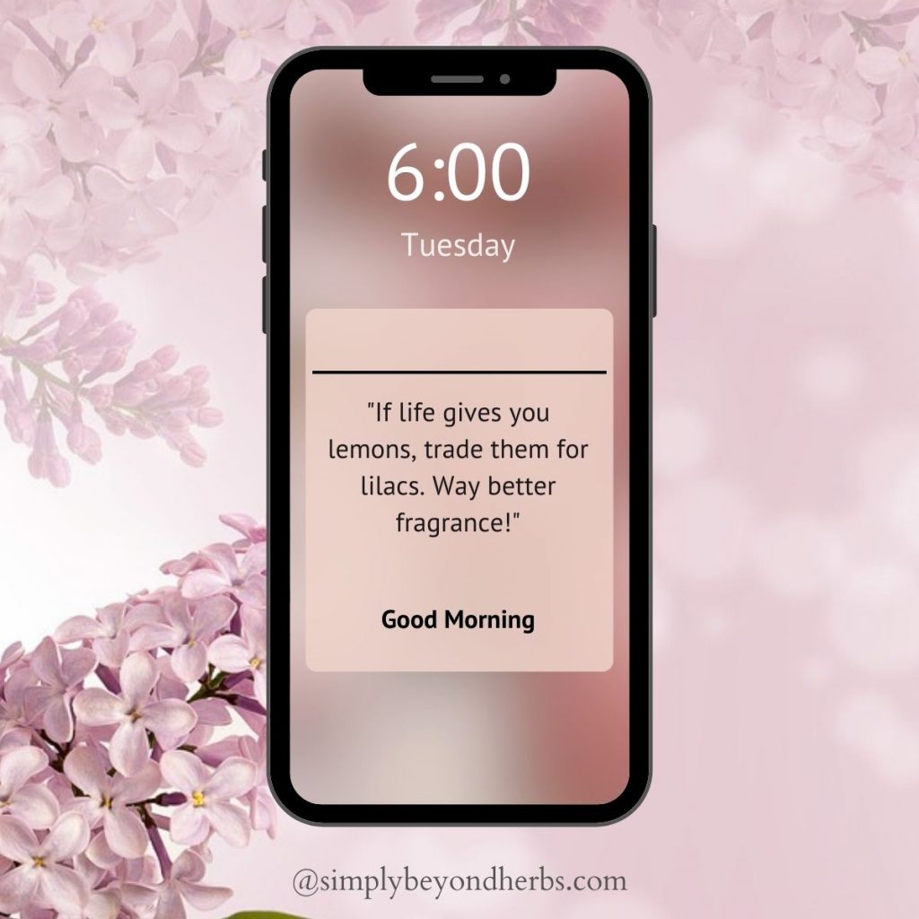 260+ Best Lilac quotes and lilac captions: Ultimate Collection ...