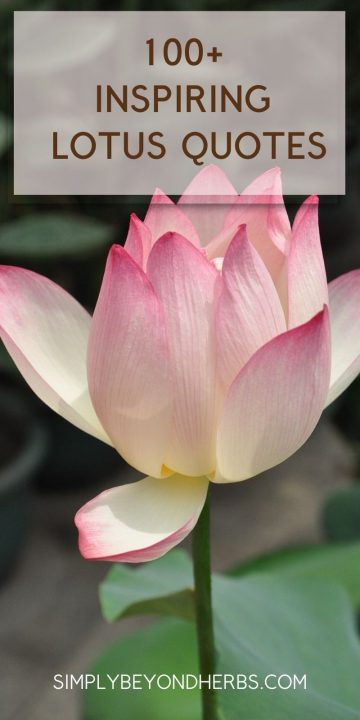 100+ Best Lotus Quotes: sharing Wisdom through Lotus Flower quotes ...