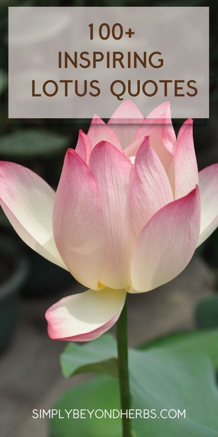 100+ Best Lotus Quotes: sharing Wisdom through Lotus Flower quotes ...
