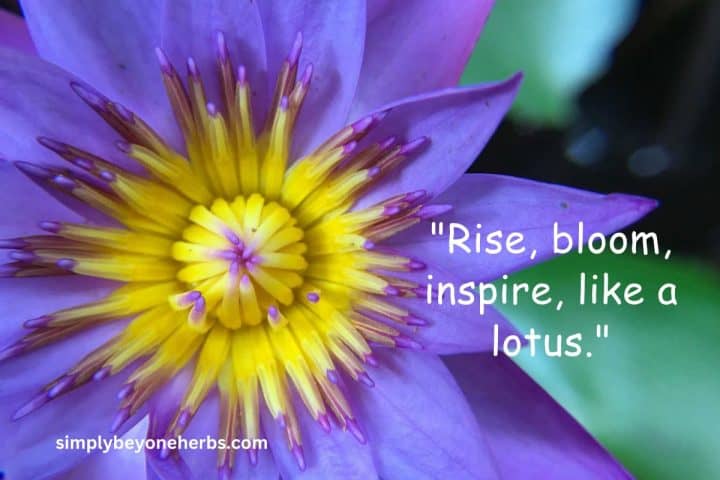 100+ Best Lotus Quotes: sharing Wisdom through Lotus Flower quotes ...