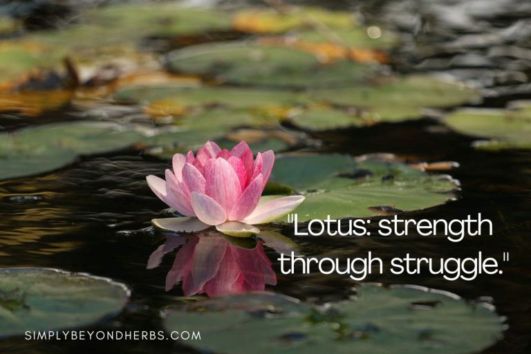100+ Best Lotus Quotes: sharing Wisdom through Lotus Flower quotes ...