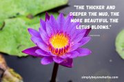 100+ Best Lotus Quotes: sharing Wisdom through Lotus Flower quotes ...