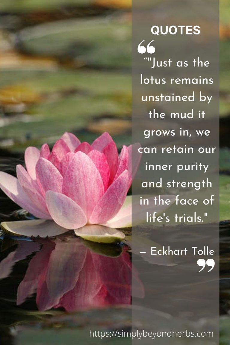 100+ Best Lotus Quotes: sharing Wisdom through Lotus Flower quotes ...