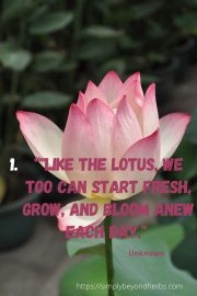 100+ Best Lotus Quotes: sharing Wisdom through Lotus Flower quotes ...