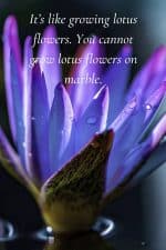 100+ Best Lotus Quotes: sharing Wisdom through Lotus Flower quotes ...