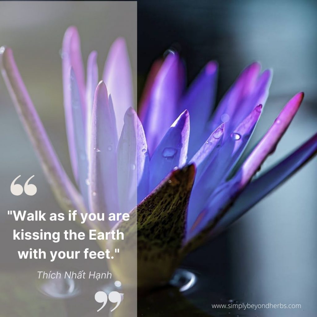 100+ Best Lotus Quotes: sharing Wisdom through Lotus Flower quotes ...