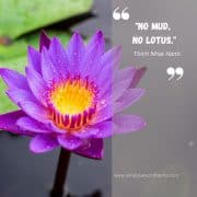 100+ Best Lotus Quotes: sharing Wisdom through Lotus Flower quotes ...
