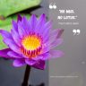 100+ Best Lotus Quotes: sharing Wisdom through Lotus Flower quotes ...