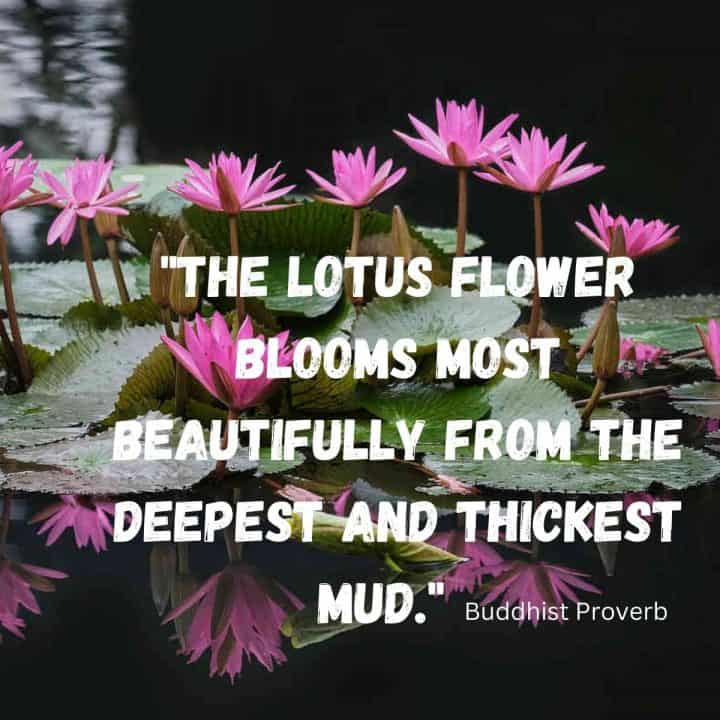 100+ Best Lotus Quotes: sharing Wisdom through Lotus Flower quotes ...