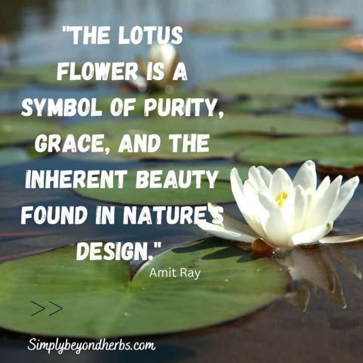100+ Best Lotus Quotes: sharing Wisdom through Lotus Flower quotes ...