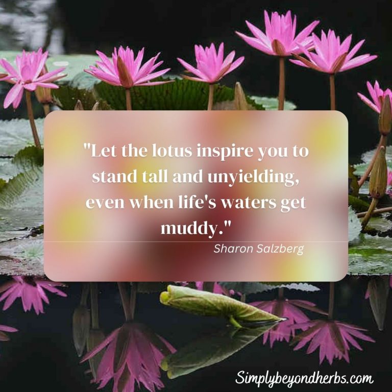 100+ Best Lotus Quotes: sharing Wisdom through Lotus Flower quotes ...