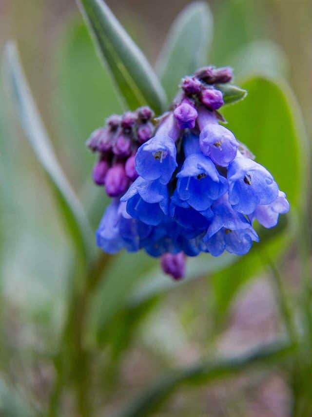 Bluebell Flower Meaning and Symbolism in the language of flowers ...