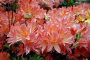 Azalea Flower Meaning and Symbolism - SimplyBeyondHerbs