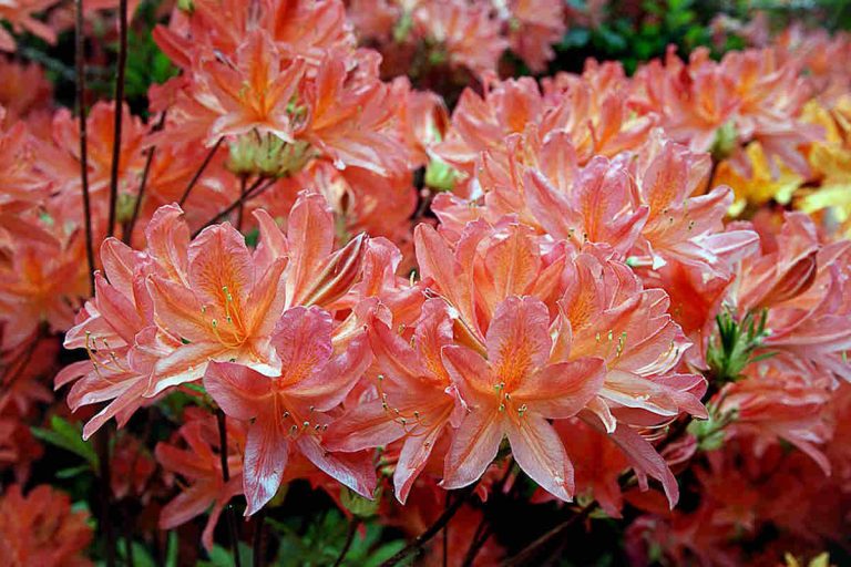 Azalea Flower Meaning and Symbolism - SimplyBeyondHerbs