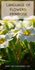 Primrose Flower Meaning and Symbolism: Ultimate Guide - SimplyBeyondHerbs