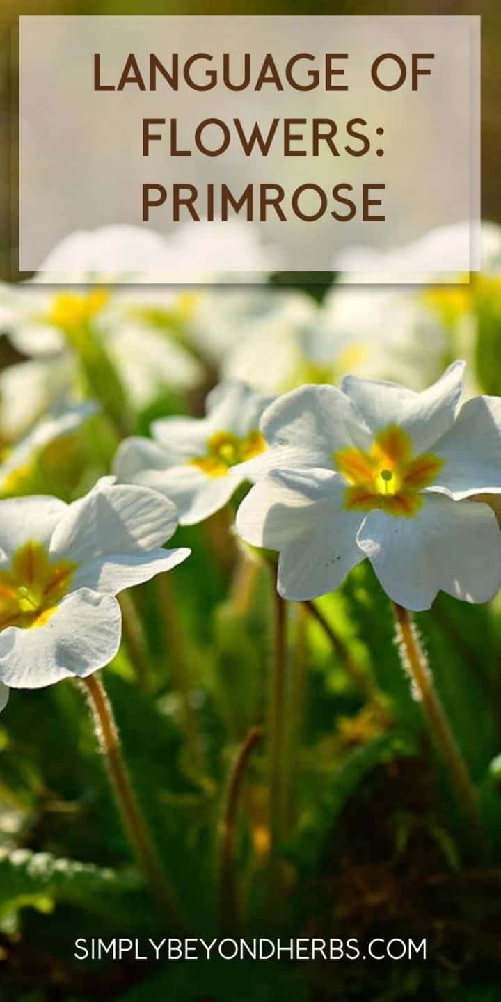 Primrose Flower Meaning and Symbolism: Ultimate Guide - SimplyBeyondHerbs