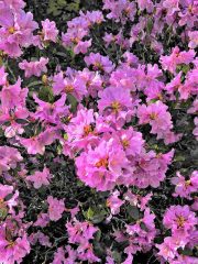 Azalea Flower Meaning and Symbolism - SimplyBeyondHerbs